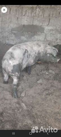 Свинья живым весом
