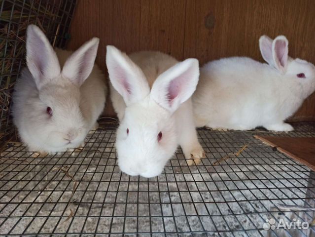 Кролики нзб Новозеландский белый