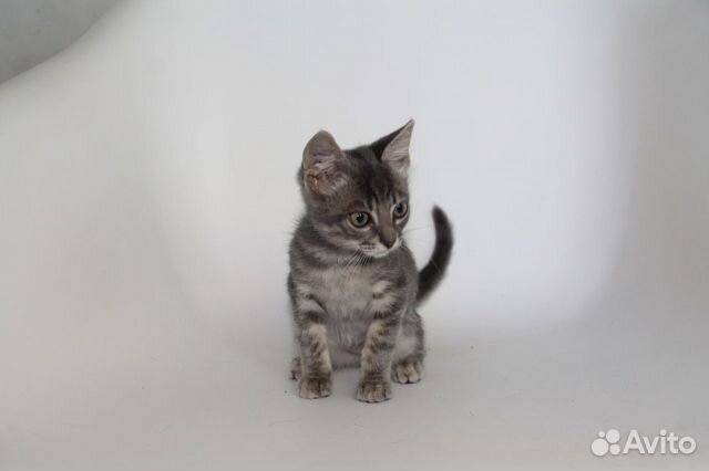 Ваш Добрый Котенок