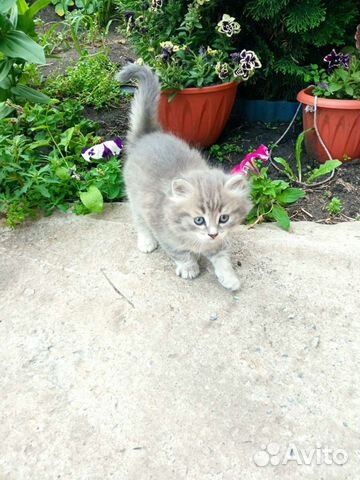 Котик