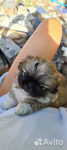 Солнечный лучек