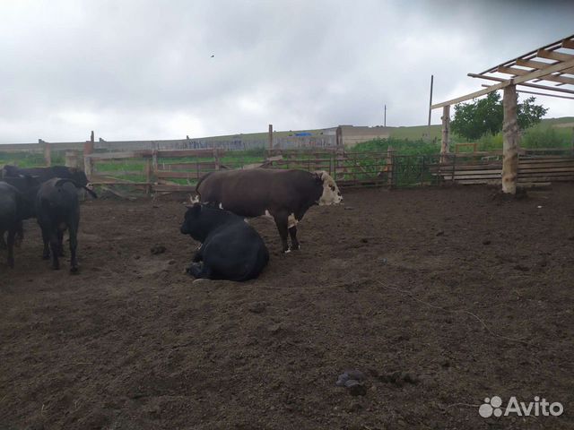 Бычки на откорм