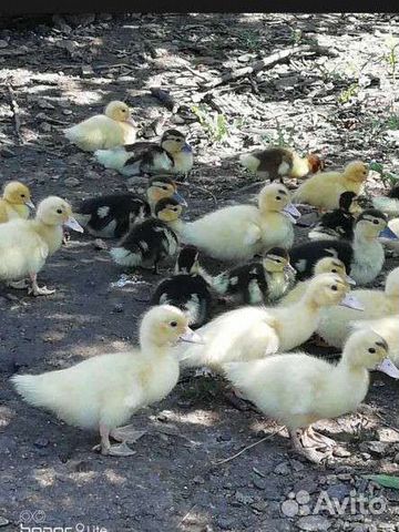 Индоутята 4х дневные