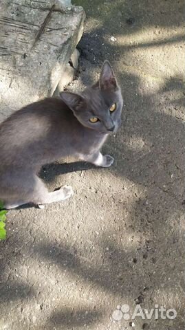 Кошка Дымка невероятной ласковости