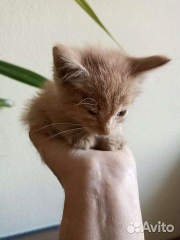 Рыжий котенок в добрые руки