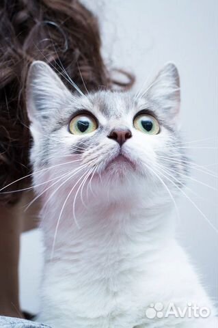 Кошечка милашка