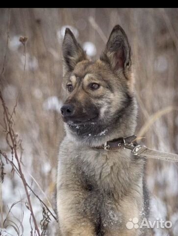Метисы овчарок
