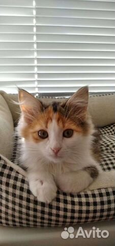 Очень красивый котенок Шипа., 3,5 месяца