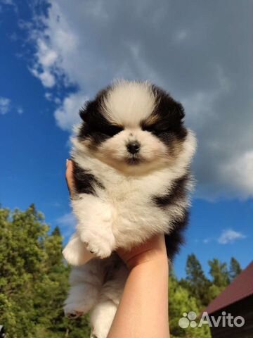 Шпиц триколор