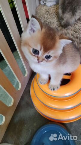 Котята золотая шиншилла