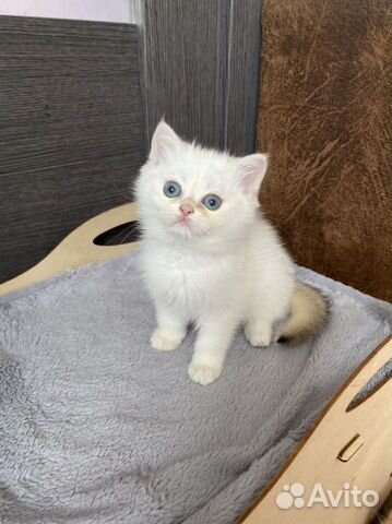 Белоснежное чудо ny1133