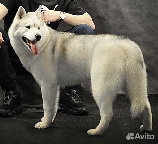 Элитные щенки хаски