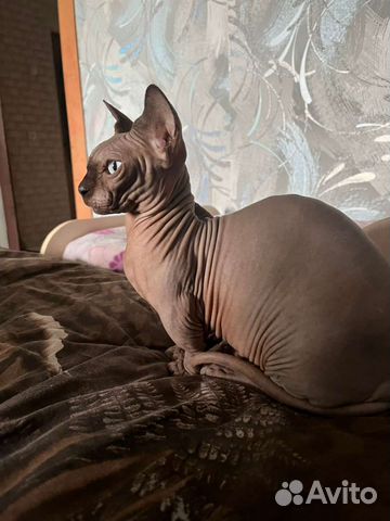 Девочка Бомбинка