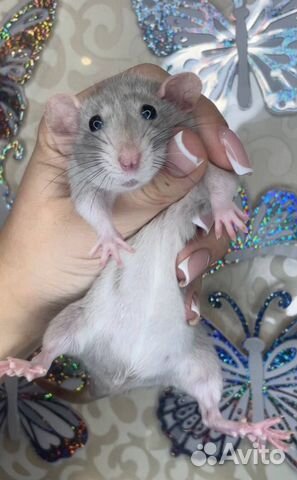 Крыса. Крысята. Дамбо крыса. Питомник