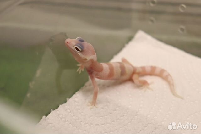 Змеи и эублефары