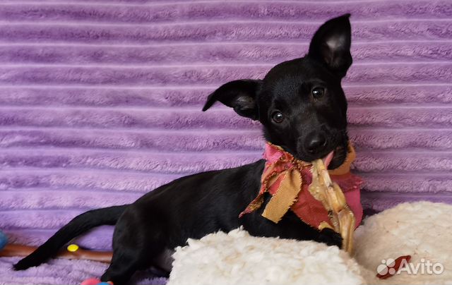 Щенок 2,5 мес ищет дом