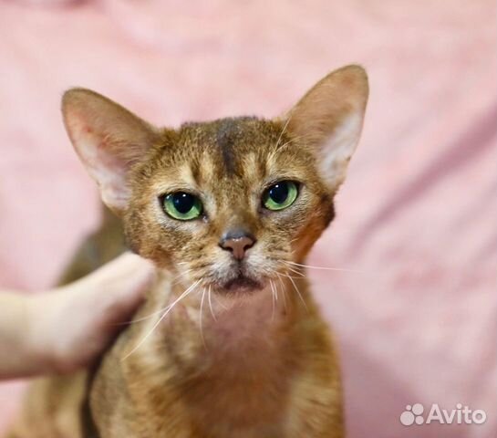 Цаца - абиссинская кошечка ищет дом