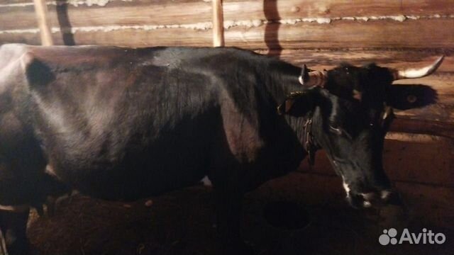 Продам корову