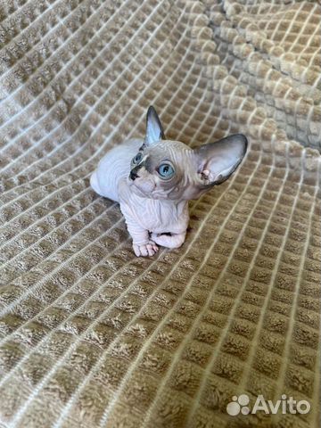 Канадский сфинкс