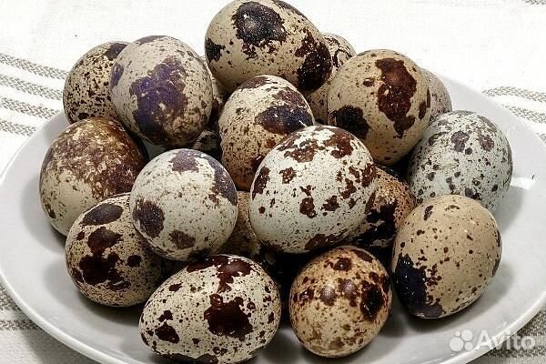 Инкубационное яйцо перепела