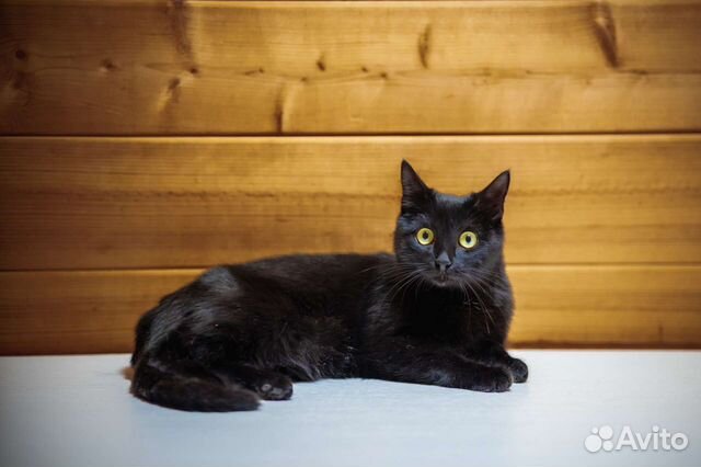 Чёрная стерилизованная кошечка-подросток