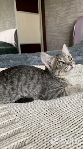 Котенок в серебристой шубке в добрые руки в дар