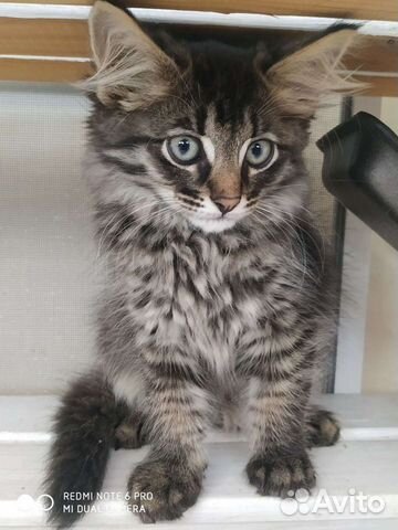 Котёнок Грей в добрые руки