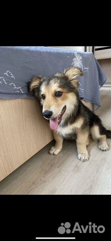 Щенок, девочка, 5 месяцев