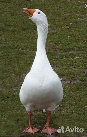 Гуси домашние