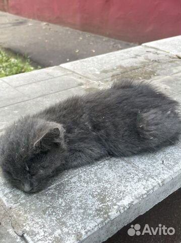 Маленькая кошечка