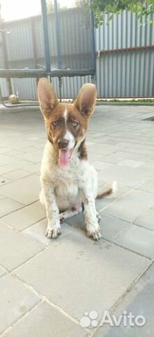 Собака в добрые руки