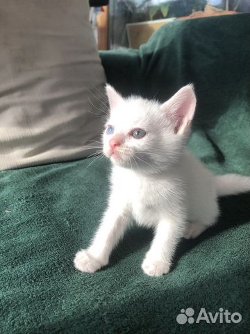Белый котёнок с разноцветными глазами