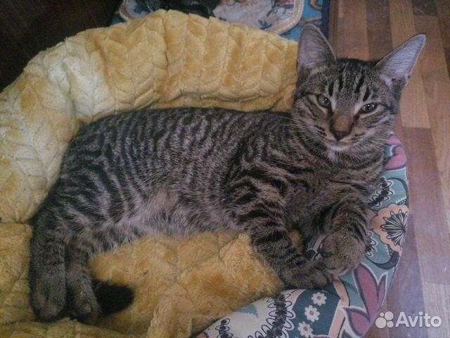 Котик 4.5 месяца