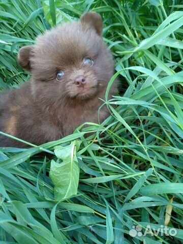 Шпиц редкий окрас лиловый