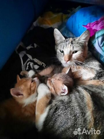 Котятки в дар