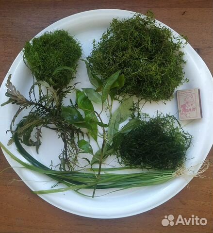 Аквариумные растения