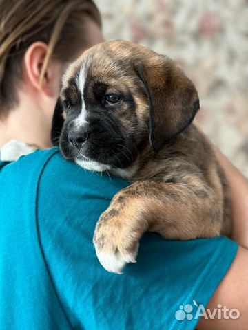 Тигровый щенок боксер