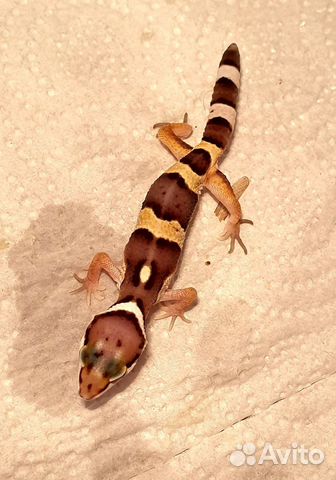 Продам красивого эублефара