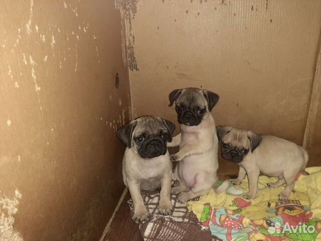 Щенули Мопсули