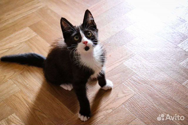 Котёнок в добрые руки