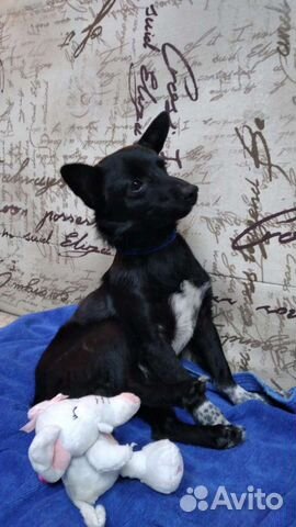 Малюсенький песик 5 кг ищет дом