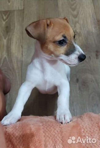 Щенок Джек рассел терьера