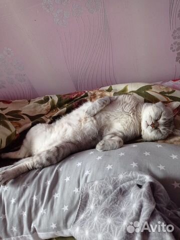 Британский кот вязка
