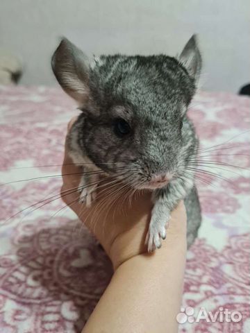 Шиншилла