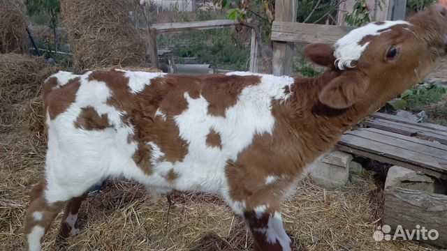 Домашний бычок