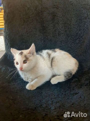 Котёнок трехцветный 2 месяца