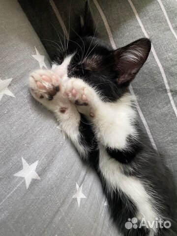 Котенок в добрые руки