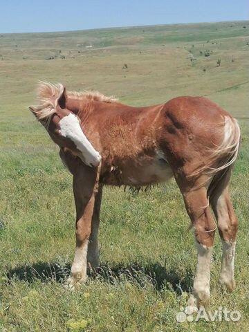 Жеребята полутяжики 1 год