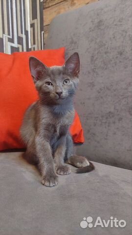 Котенок русской голубой