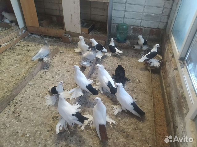 Голуби разные на выбор